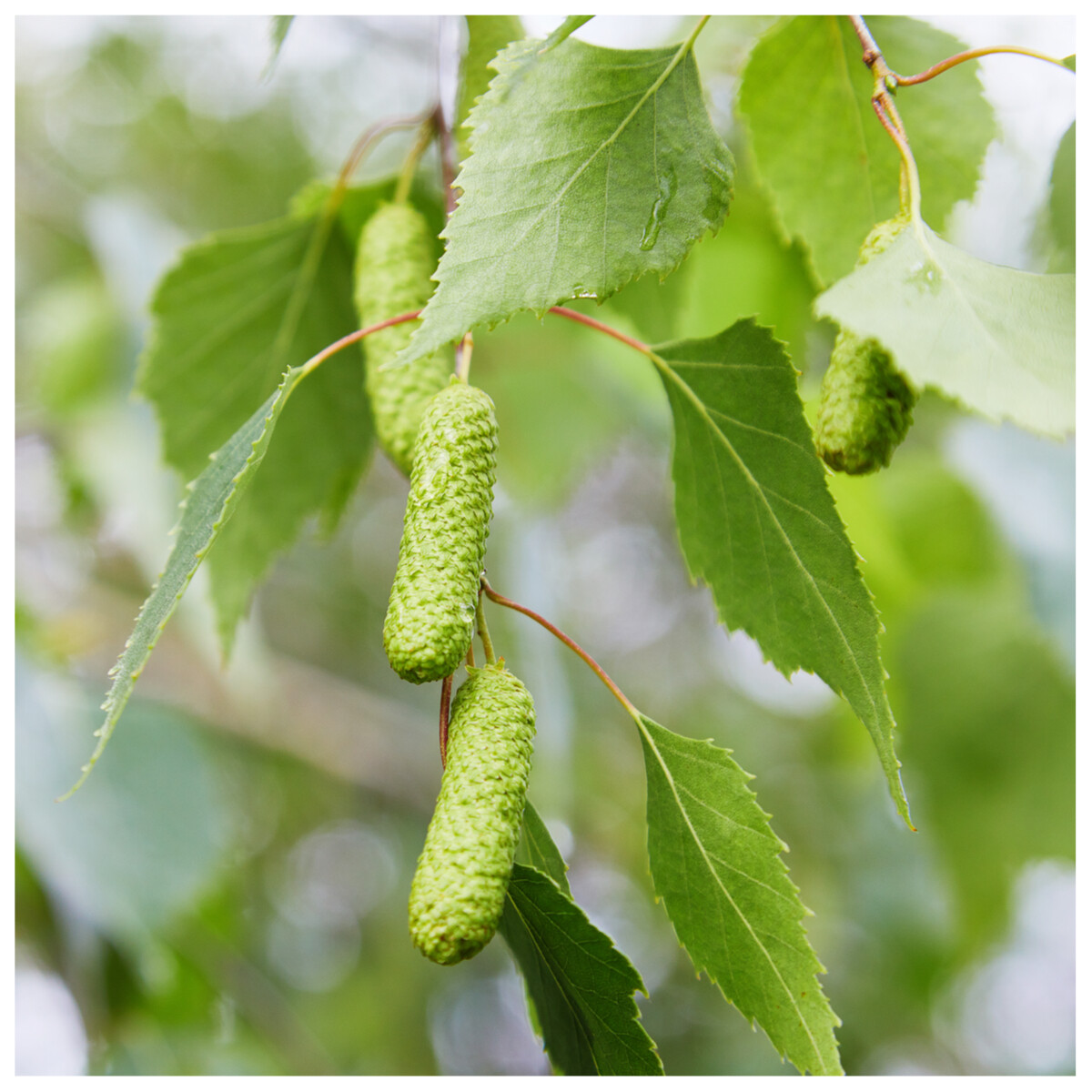 20 Silver Birch Native Trees 3-4ft Hedges Betula Pendula,2 Yr Old ...