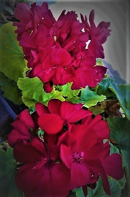 2x Dwarf geranium red Apache Scarlet cutting Beautiful groundcover ...
