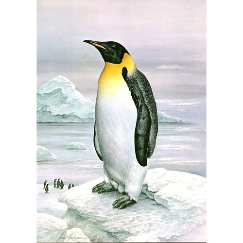 Emperor Penguin Severt Andrewson 1978 Book Plate Print Illustration ...