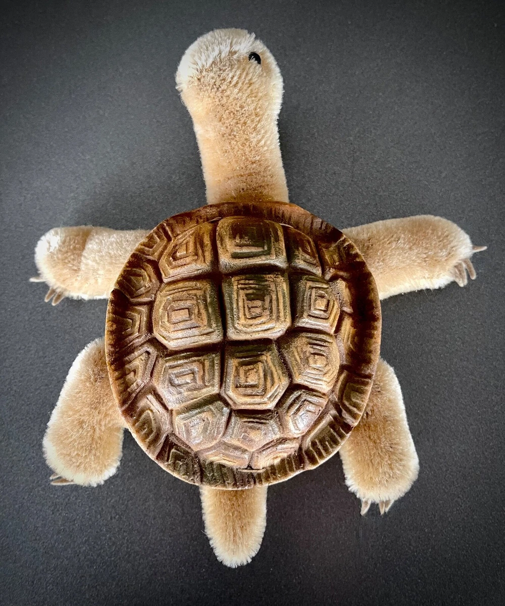 Turtle With No Shell