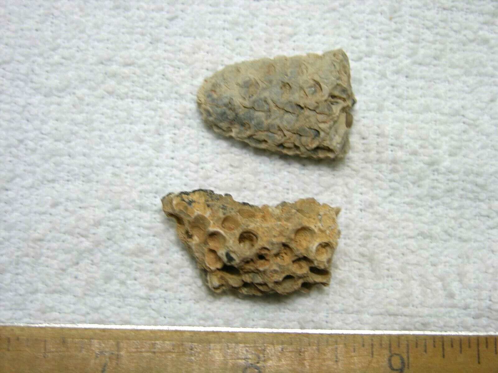 Petrified Silicified fossil Pine Cones Eocene Epoch Northern Sahara desert I52 | eBay