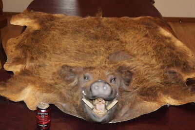 Wild Boar Pig Hog Head Rug Mount Taxidermy Log Cabin Decor | eBay