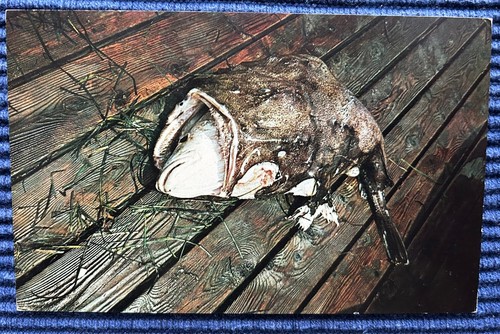 CAPE COD, MA MASS~Goosefish that Choked to Death on large Cod Fish~Odd ...