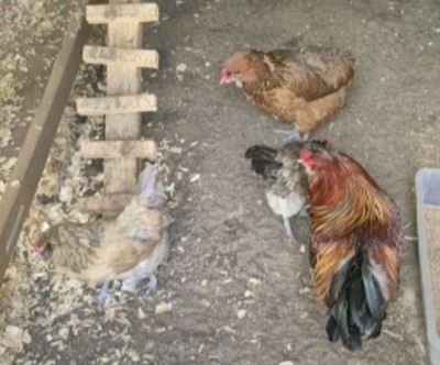 6 Easter Egger Hatching Eggs ~ Blue Eggs | eBay