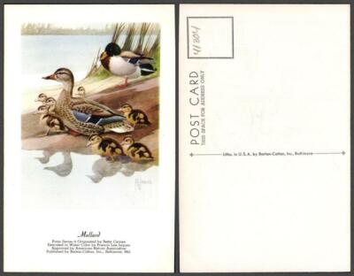 VINTAGE POSTCARD TOPIC: Ducks | eBay