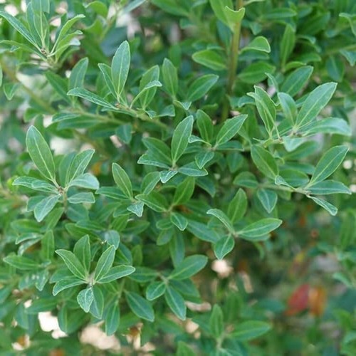 Inkberry Squeeze Glabra Holly Box Ilex Easy Evergreen Outdoors Live ...