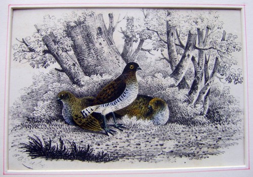 DRUCKE/GRAVUREN VÖGEL DREI REBHUHN J DEELEY ELIZABETH AMBROSE ARCHIV ...