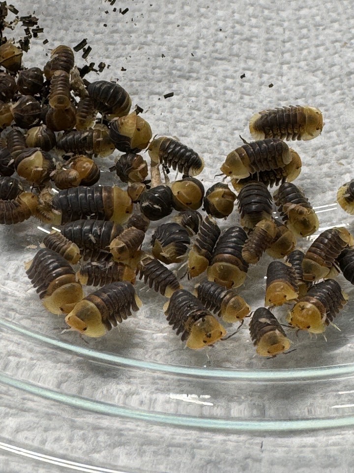 12+ Cubaris Rubber Ducky Isopods~Bioactive CUC~Rare Isopod~LAG | eBay