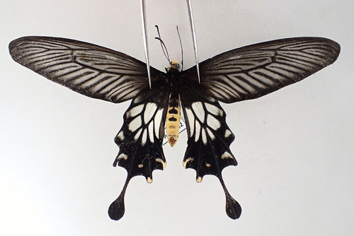 PA16462. Insects, butterflies: Losaria coon. South Vietnam. | eBay