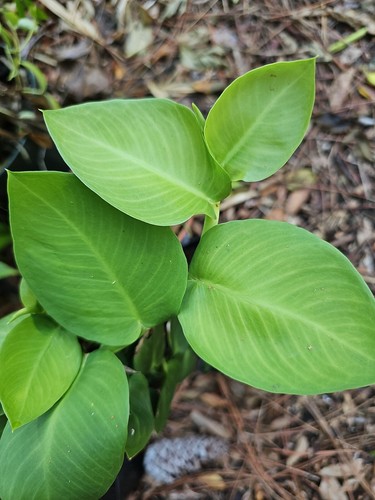 Rhaphidophora hayi Shingling plant One Node Fresh Cutting | eBay