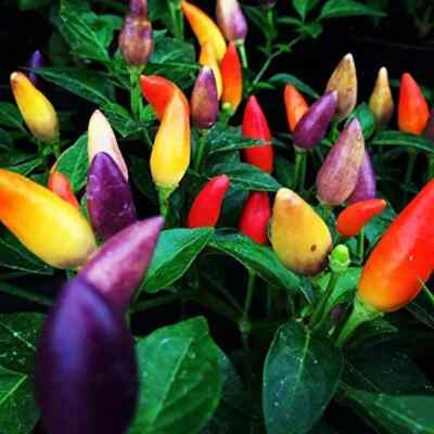 40 Seeds Heirloom Ornamental Peppers, Prairie Fire, Spicy Colorful ...