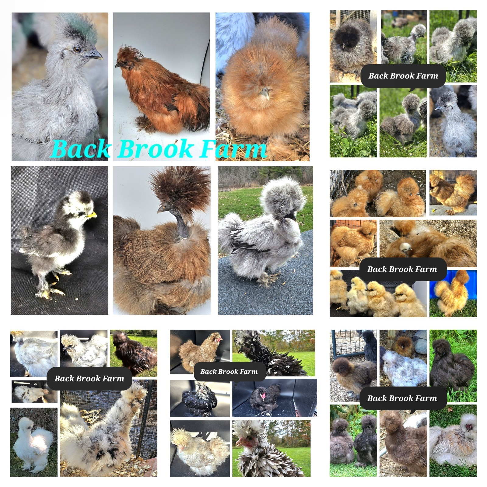 12+ Hen Choice Silkie And Showgirl Hatching Eggs. Npip Certified 2nd ...