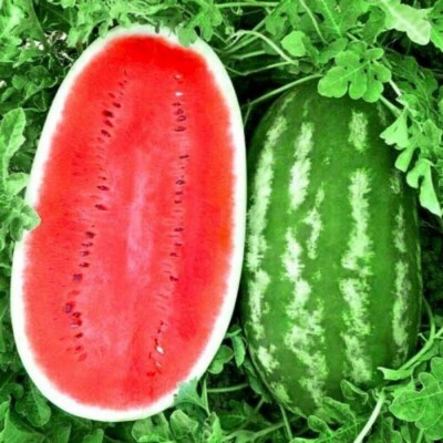 50 Giant Watermelon seeds Astrakhan Sweet Ukrainian Russian Heirloom US ...