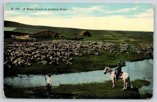 Montana~Sheep Ranch in Lambing Time~Cowboy on Horseback~c1910 Postcard ...
