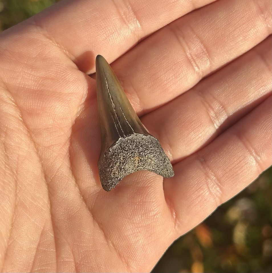 1.6” MAKO Shark Tooth - Nice Curved FOSSIL NATURAL HASTALIS WHITE SHARK ...