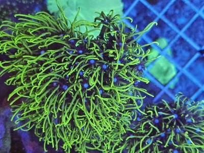 🪸 Neon Green Star Polyp (GSP) – Large Frag | eBay