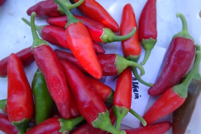 Red Drop Pepper - beautiful ornamental and edible pepper | eBay