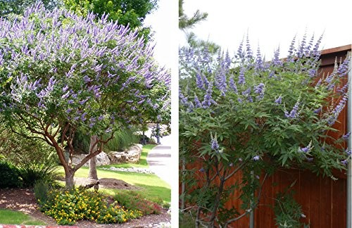 Bundle of 4 Texas Lilac Vitex Chaste Trees - Live Lilac Bush Plants ...