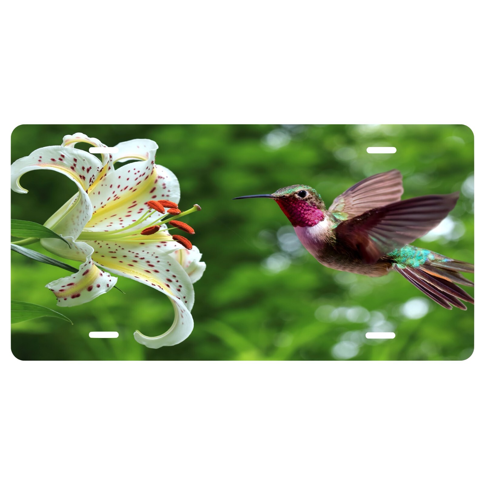 Humming Bird Novelty Front License Plate - Avian - decorative auto tag ...