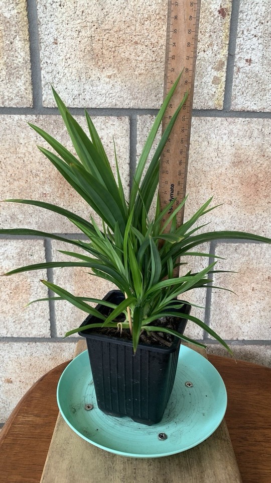 Pandanus Plant - Edible Pandan Leaf - Organically Grown - Backyard ...