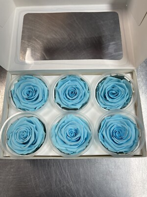 Preserved Roses - Eternity Rose - Forever Roses- 6 Pack - Baby blue ...
