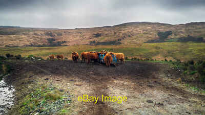 Photo 12x8 Highland Cattle on the Ormsary Estate Feeding on the slopes ...