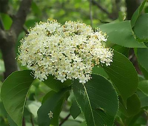Nannyberry, Viburnum lentago, Seeds (Showy, Fall Color, Hardy, Edible ...