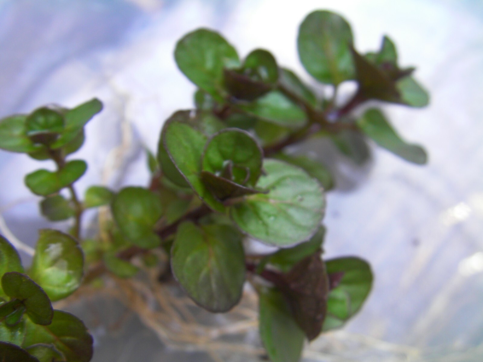 10 organic rare Red Raripila Mint plant herbal tea strong flavor ...