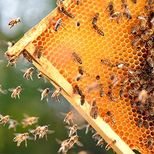 MayBee Hives-Medium Super Beehive 10 Count (Pack of 1), Yellow ...