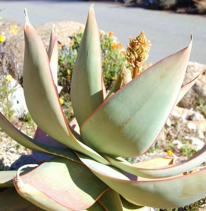Aloe Striata