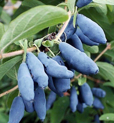 Lonicera Kamtschatica’- a blue honeysuckle berry- 5 fresh cuttings | eBay