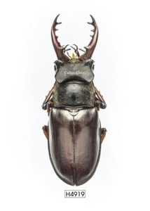 Vietnam Unique Collection | eBay Stores