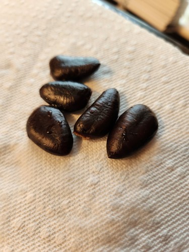 Indiana Banana (Pawpaw) Seeds 2 Seeds For 1 Dollar | eBay