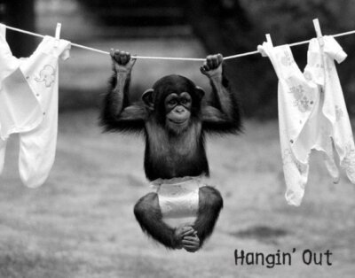 Mini Poster Chimp Hanging Out | eBay