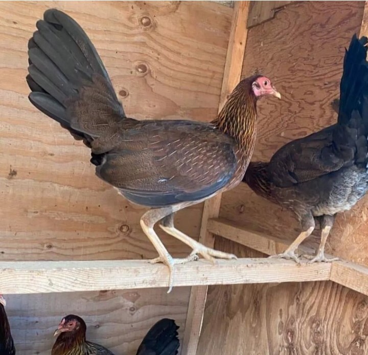 12 PURE STUART YELLOW LEG HATCH CHICKEN HATCHING EGGS STEWART GAME | eBay