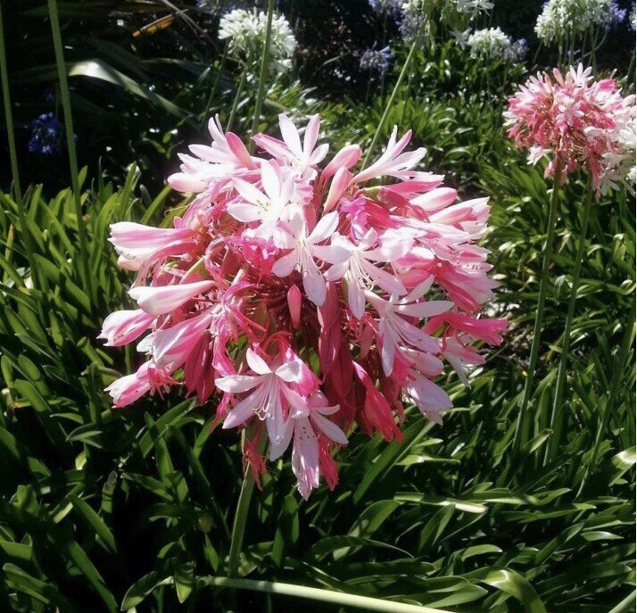 5 baby bare root of Pink Agapanthus Lily Of The Nile Limited in stock ...