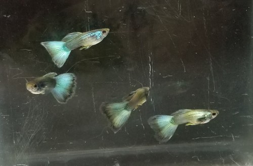 12x Green Moscow & Pingu male combo guppy pack | eBay