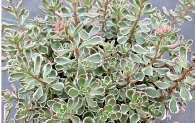 Tricolor Sedum Spurium Variegated Stonecrop 4 Cuttings 3" Fresh ...