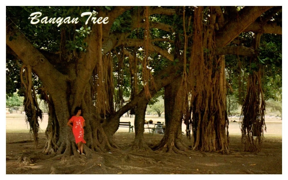 Banyan Tree Root System