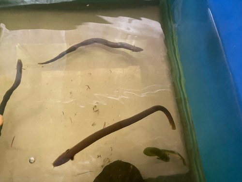 Unique Rope Fish Bichir 8-10 Inch- A Fascinating Addition to Your ...