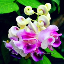 VIGNA CARACALLA Sweet Fragrance Corkscrew Snail Vine 4 Seeds for sale ...