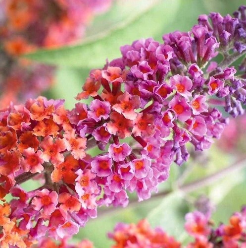 BEAUTIFUL BICOLOR BUDDLEIA BUTTERFLY BUSH POTTED PLANT | eBay