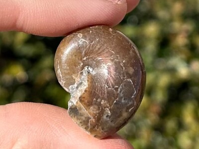 NICE Russia Fossil Ammonite Cretaceous Age Russian Fossils | eBay