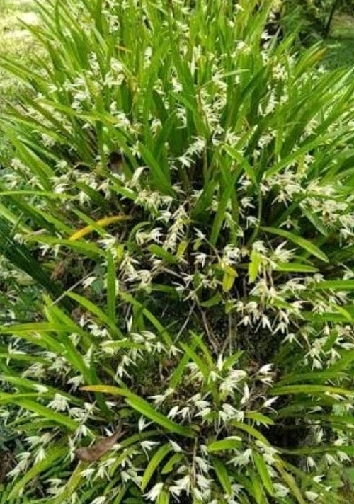 Nidema boothi, Selten Orchidee, Orchids, Rare Plants, Orchid | eBay.de