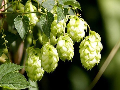 Nugget Hops Vine - Humulus lupulus - Grow your own Beer! 1 Top Size ...