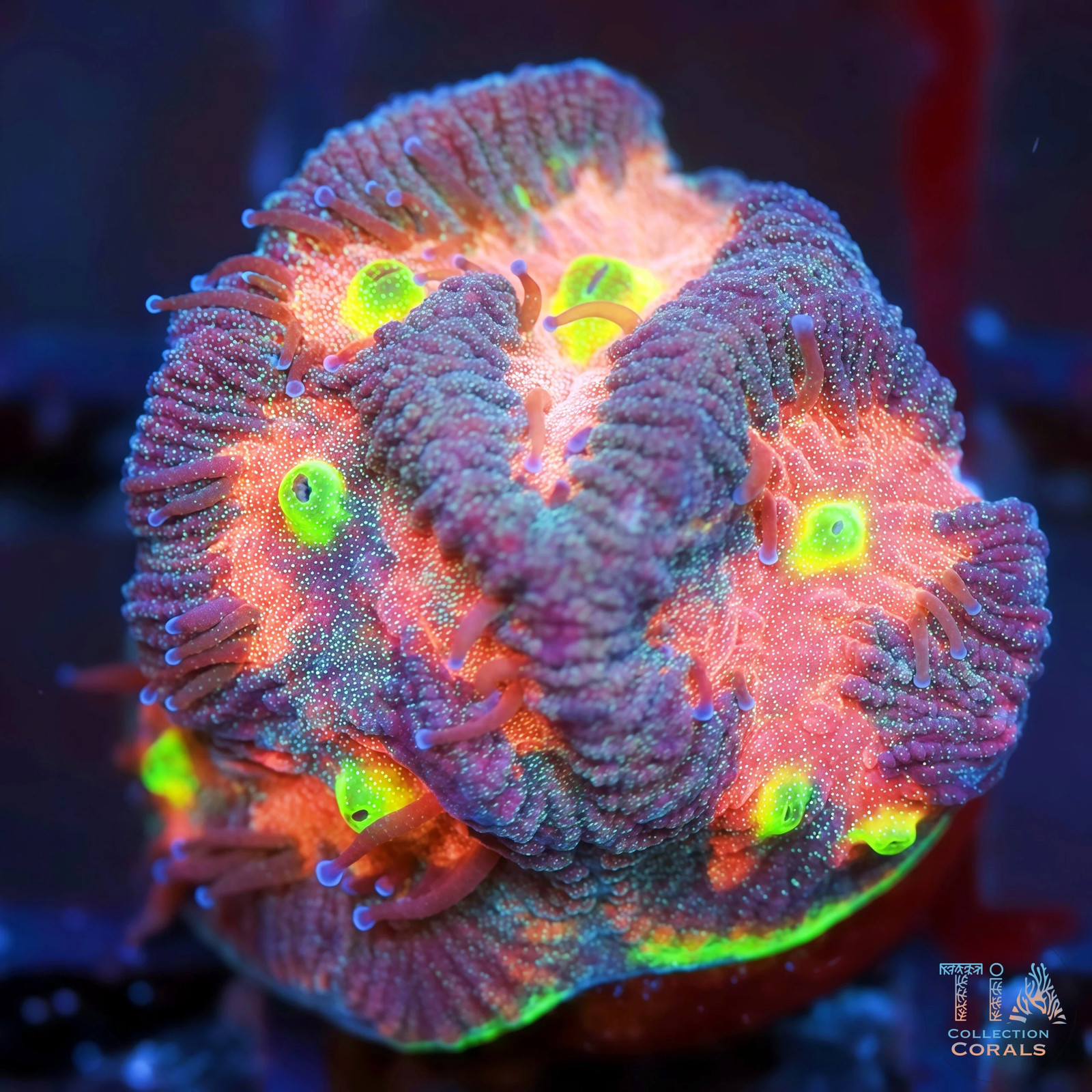 Molten Core Platgyra Maze - NOT WYSIWG | Live LPS Coral | Aquacultured ...