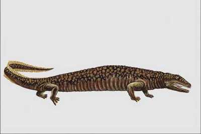 684092 Eogyrinus Amphibian Carboniferous A4 Photo Print | eBay