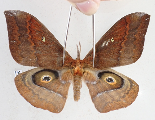SA24824. Insects, butterflies: Salassa sp. North Vietnam. | eBay