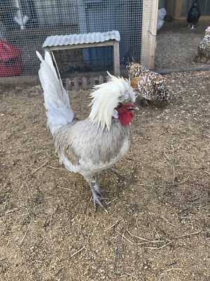 12+ Blue Black Splash Bantam Polish Hatching Eggs Chickens Rare | eBay