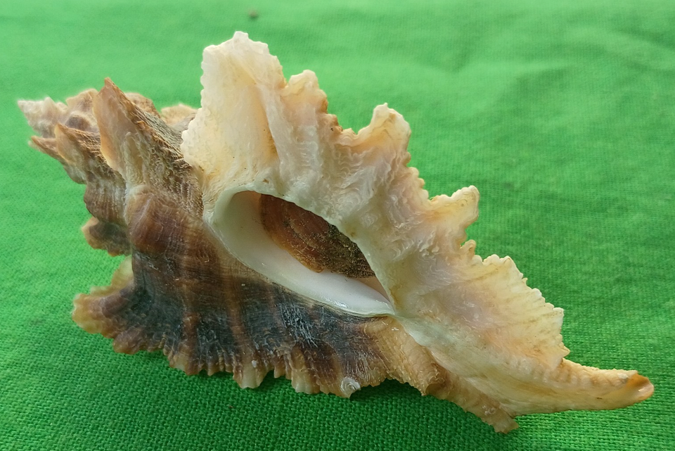 Pteropurpura trialata #H3864 California, US. 73mm | eBay